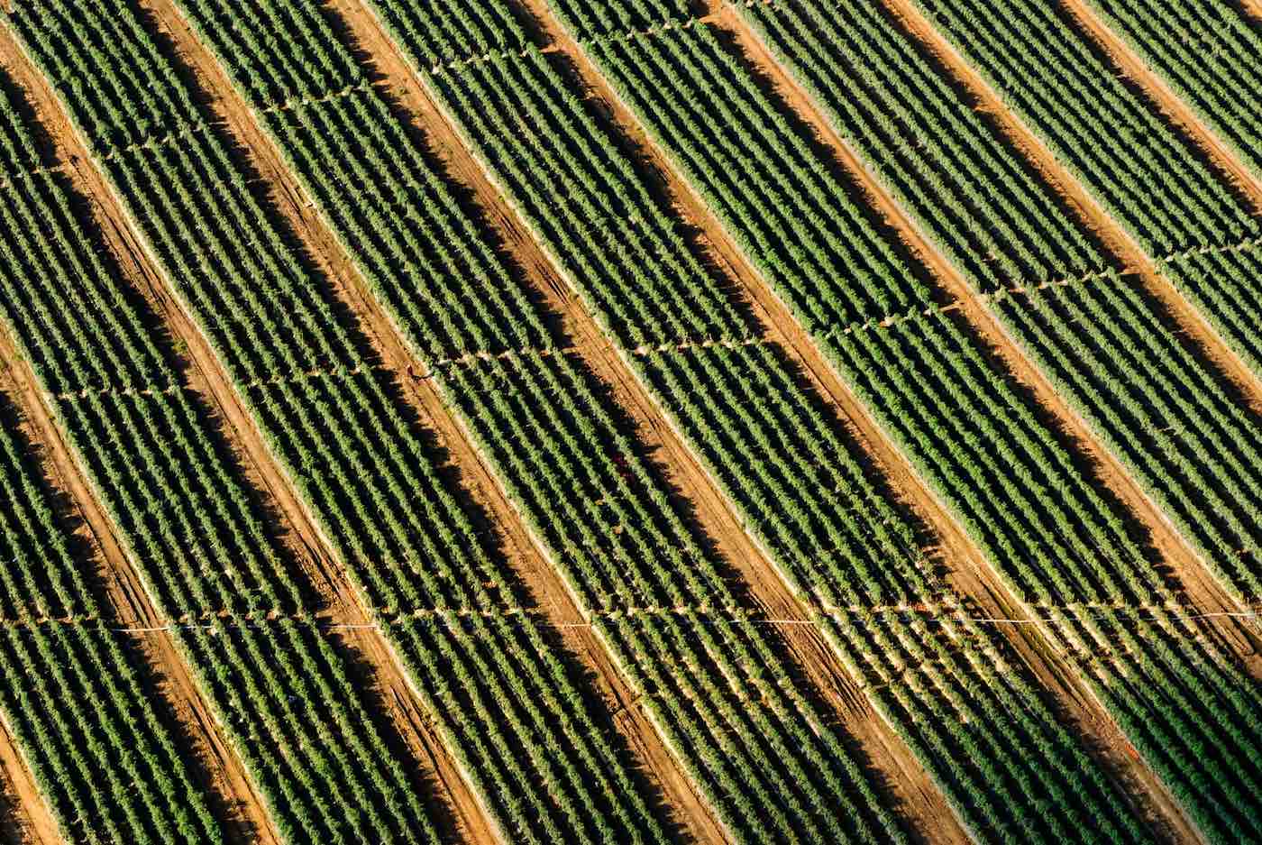 Is Multiple Cropping Systems Still A Good Idea For Farmers Urban Is Multiple Cropping Systems Still A Good Idea For Farmers Urban
