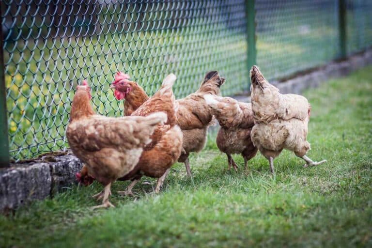 Poultry Farming for Beginners - Urban Farm Store