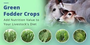 Fodder Types Explained and How to Know Which You Should Use - Urban ...